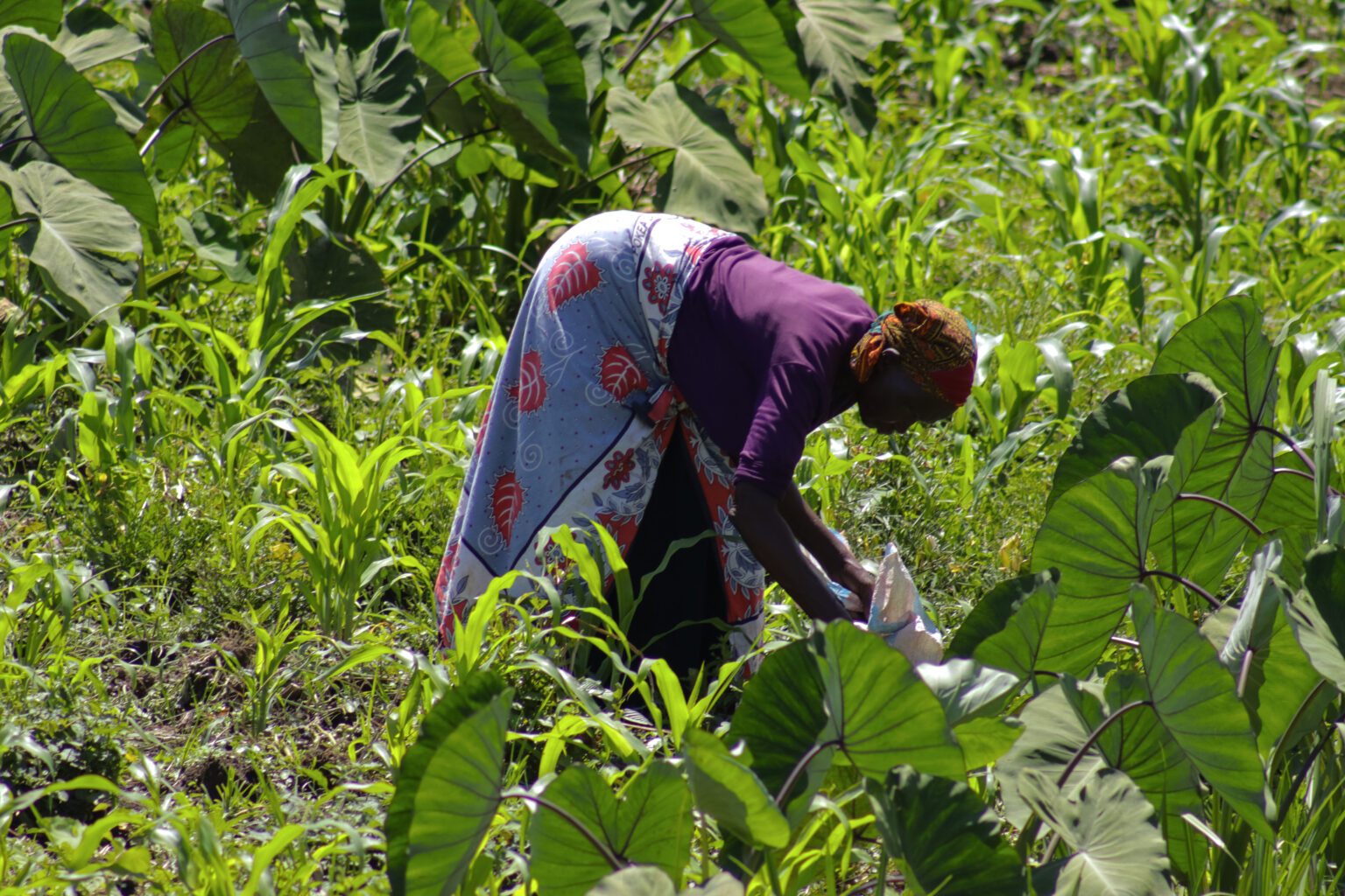 Conservation versus Investment; the Case of Yala Swamp, Kenya’s Largest ...