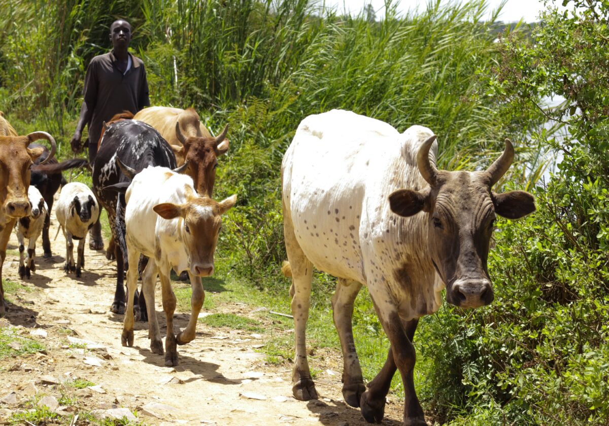 Conservation versus Investment; the Case of Yala Swamp, Kenya’s Largest ...