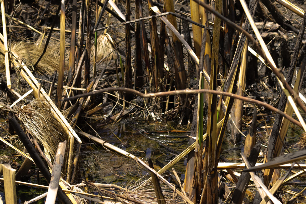 Conservation versus Investment; the Case of Yala Swamp, Kenya’s Largest ...