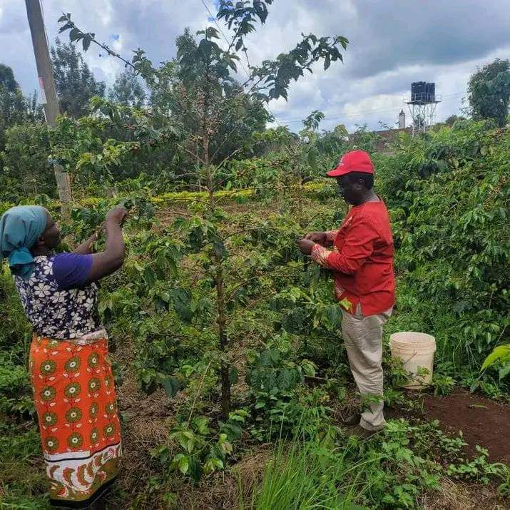 Senator Charles Kibiru promises reforms that will increase farming ...