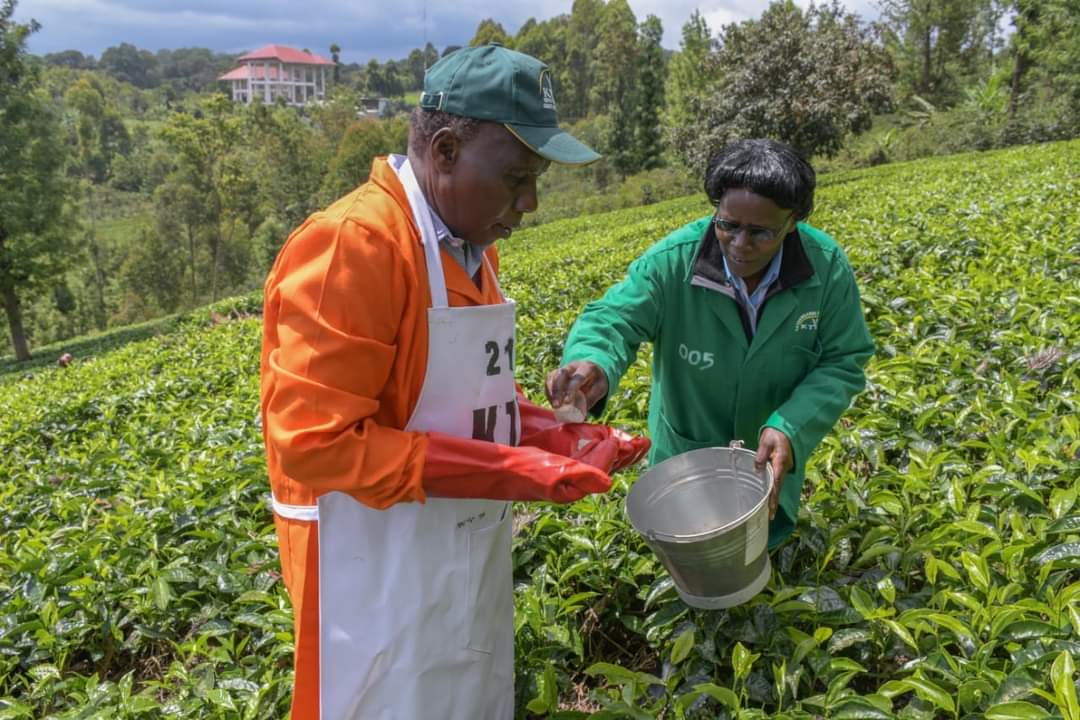 Farmers receive Fertilizer - The Mount Kenya Times