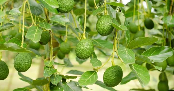 Nakuru County Invests In Sustainable Avocado Farming - The Mt Kenya Times