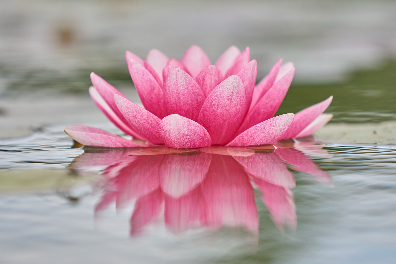 The flower fell in love with water... - The Mt Kenya Times