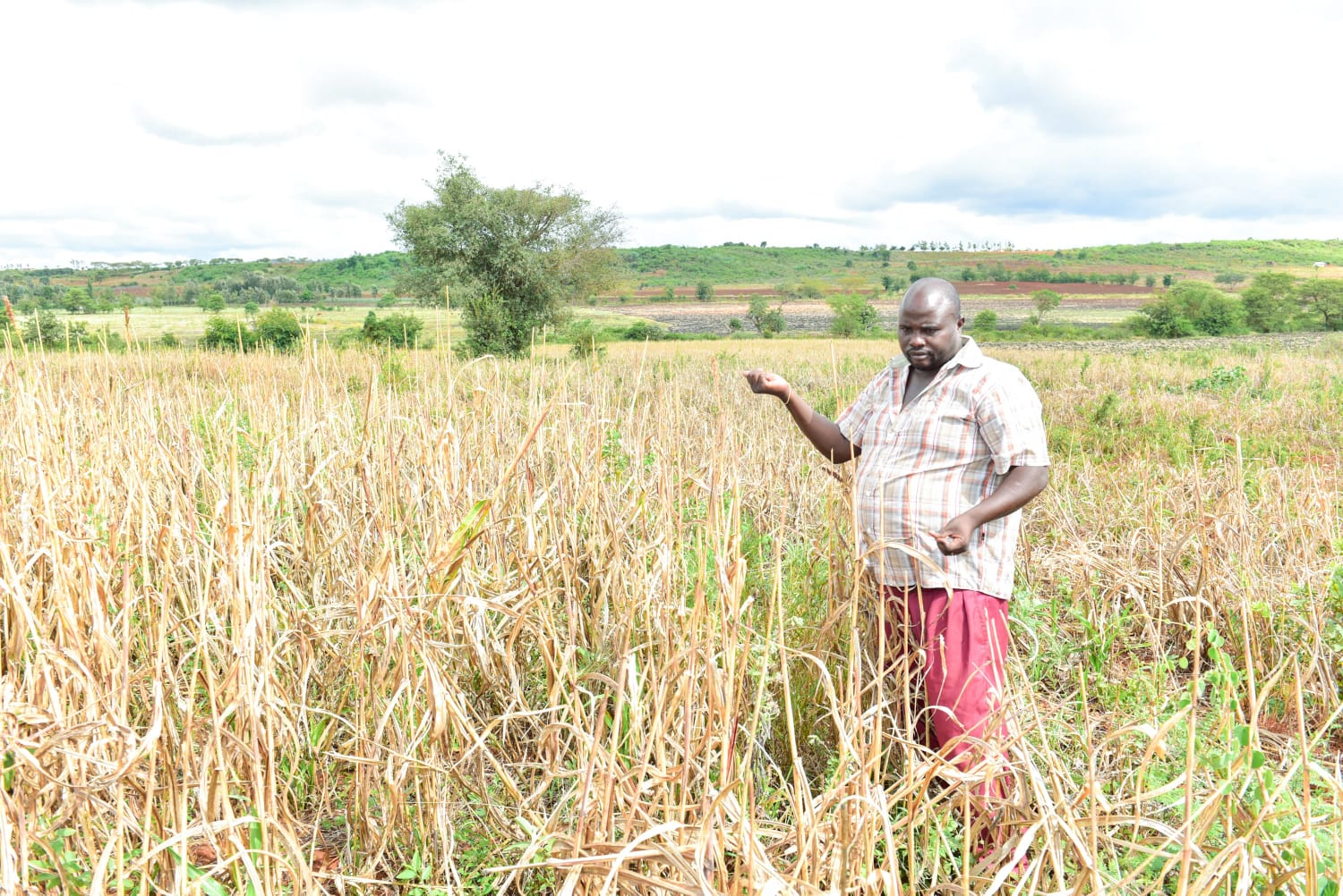 Waiguru Support Kirinyaga Farmers To Take Lead In Contract Sorghum ...