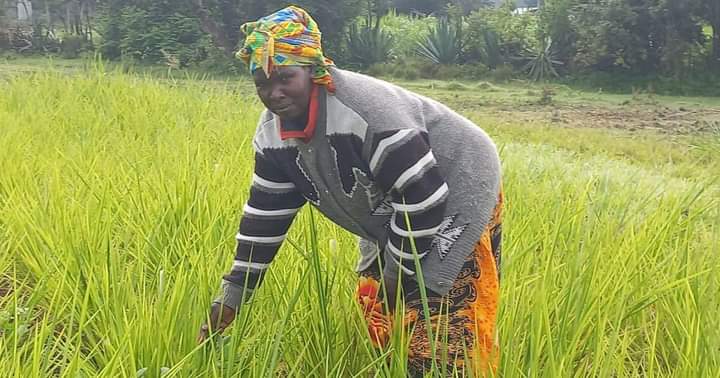 KALRO Initiative to Increase production of livestock feeds - The Mount ...