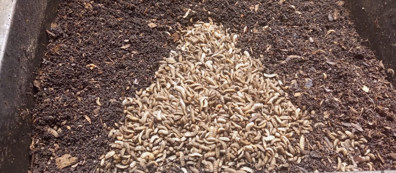 Farmers Turn To Black Soldier Fly Farming For Economic Relief And ...