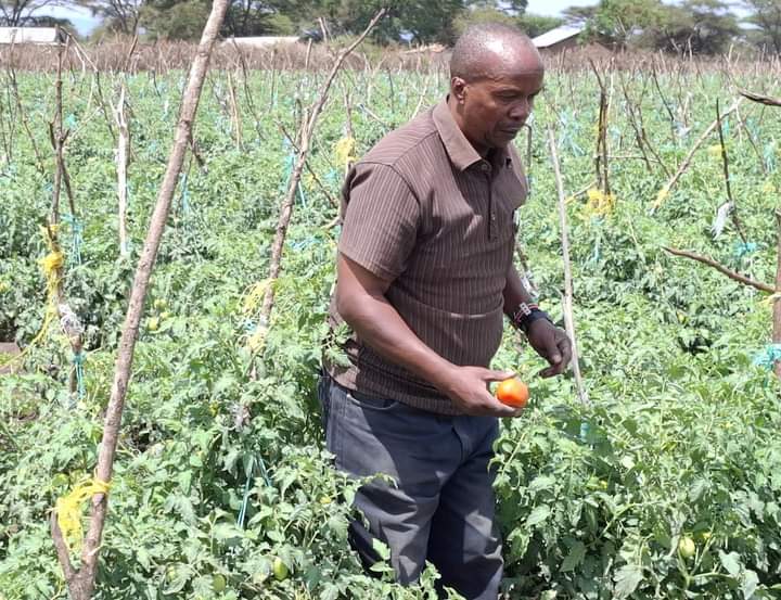 How The KAFACI Project Boosts Tomato Production In Kenya - The Mt Kenya ...